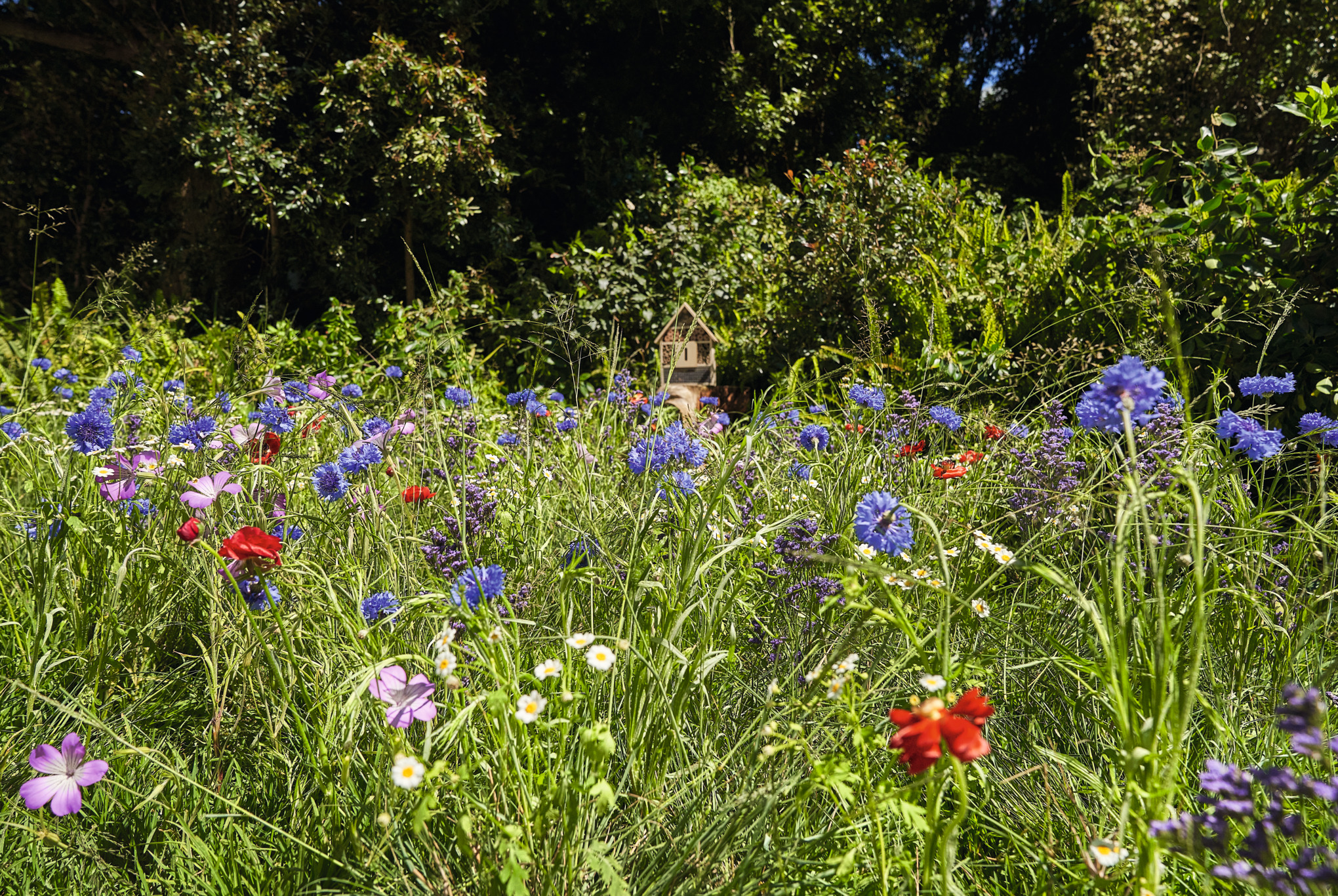 Creazione e cura di un prato naturale con fiori di campo | STIHL